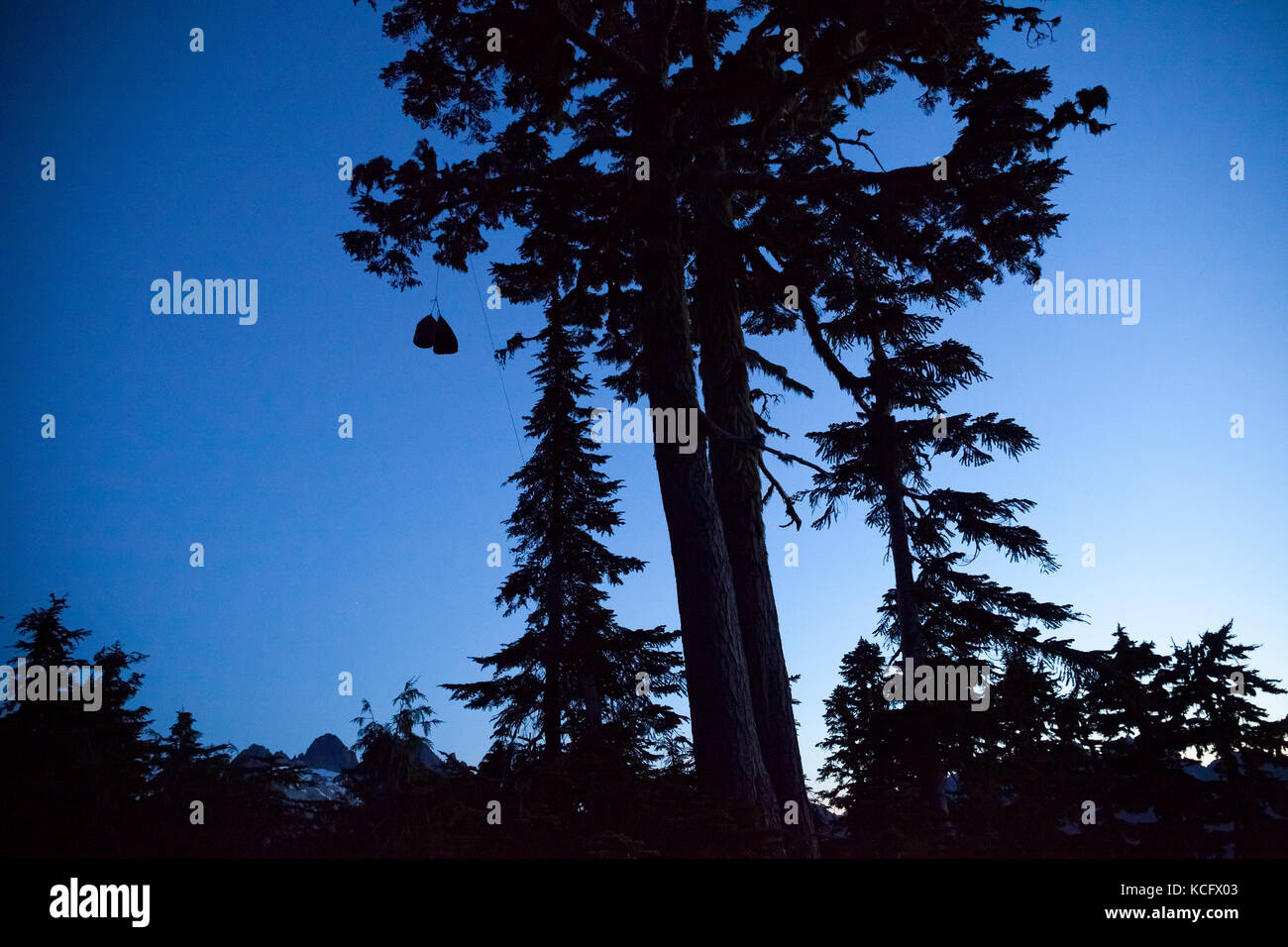 Food hanging from a tree in a bear cache at dusk along trail to 5040 ...