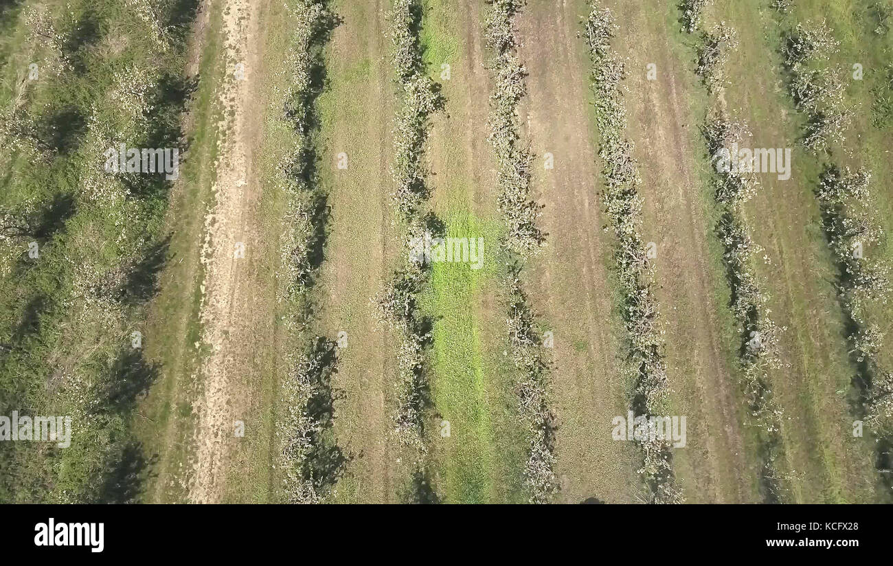 Aerial view blooming apple garden hi-res stock photography and images ...