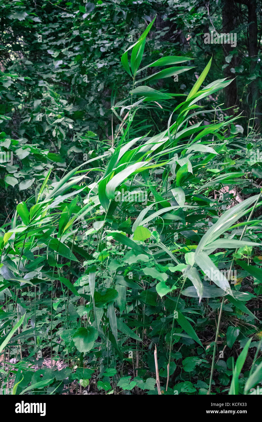 Leafy area hi-res stock photography and images - Alamy