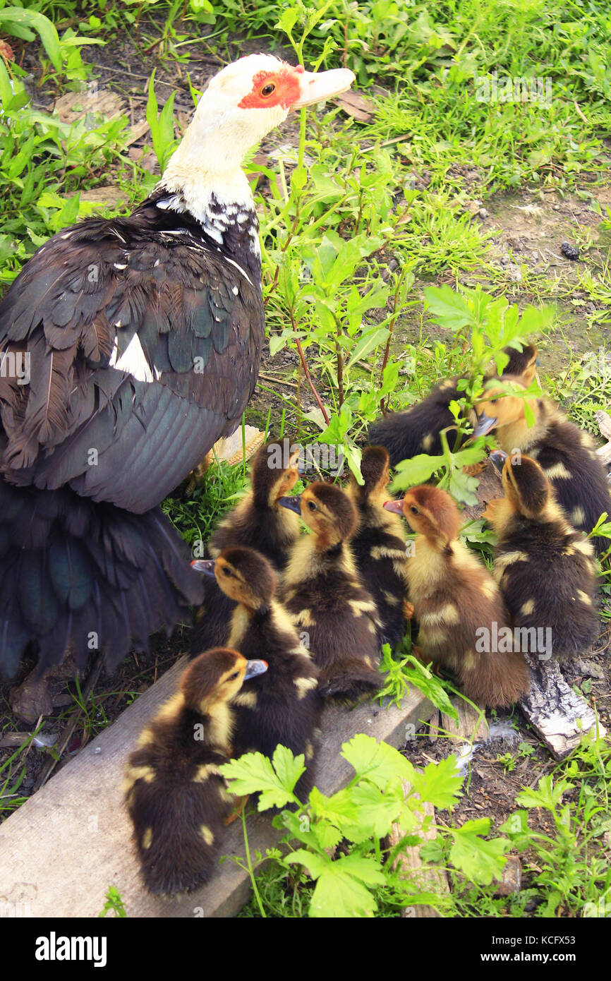Muscovy duck hen with its amusing ducklings going on the grass in the ...