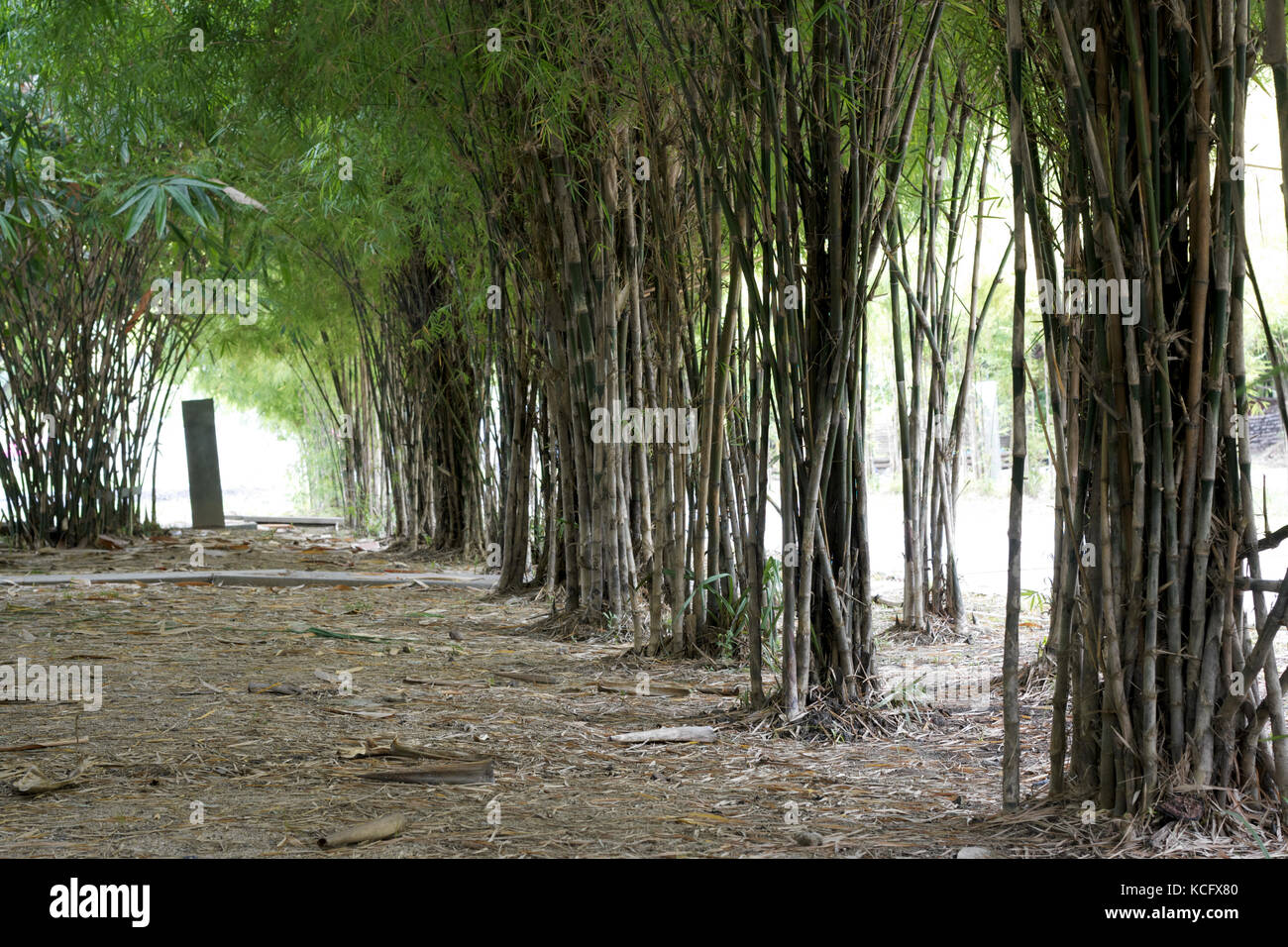 Bamboo park hi-res stock photography and images - Alamy
