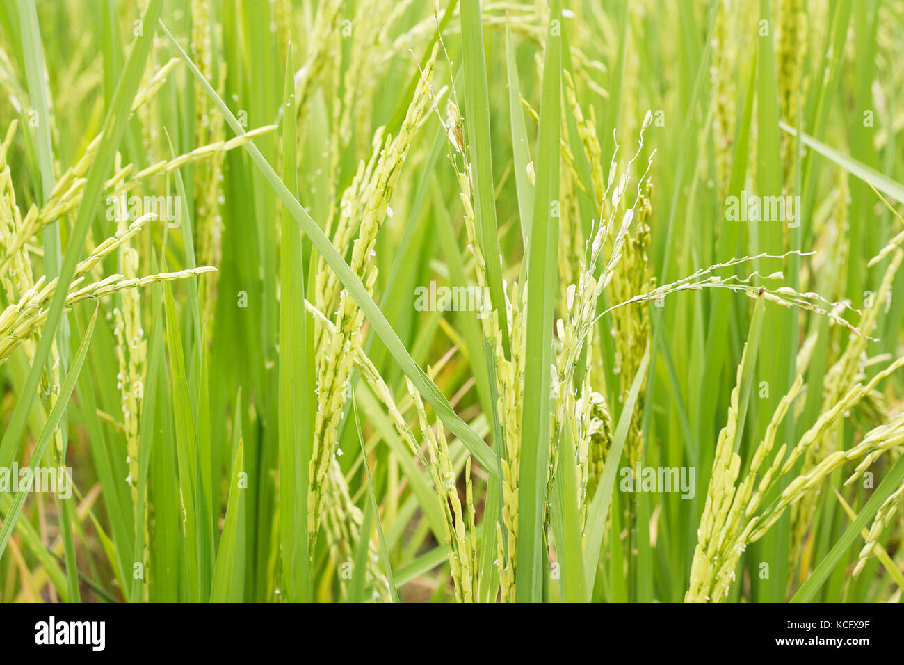rice, field, farm, background, outdoor, leaves, ripe, natural ...