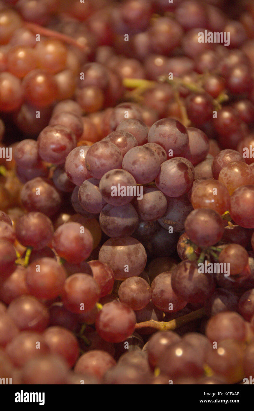 Grapes Cluster Bunch Red Bulk Table Wine Farmers Market Organic Fersh ...