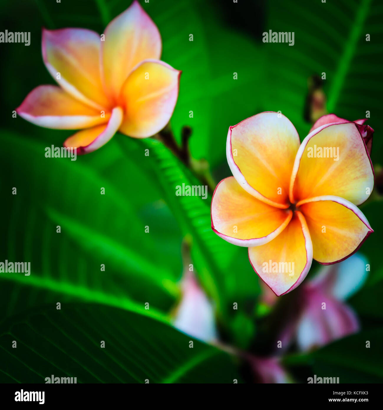 Frangipani flower at full bloom ( plumeria Stock Photo - Alamy