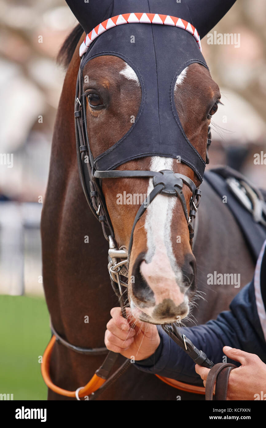 Race horse head ready to run. Paddock area. Vertical Stock Photo - Alamy