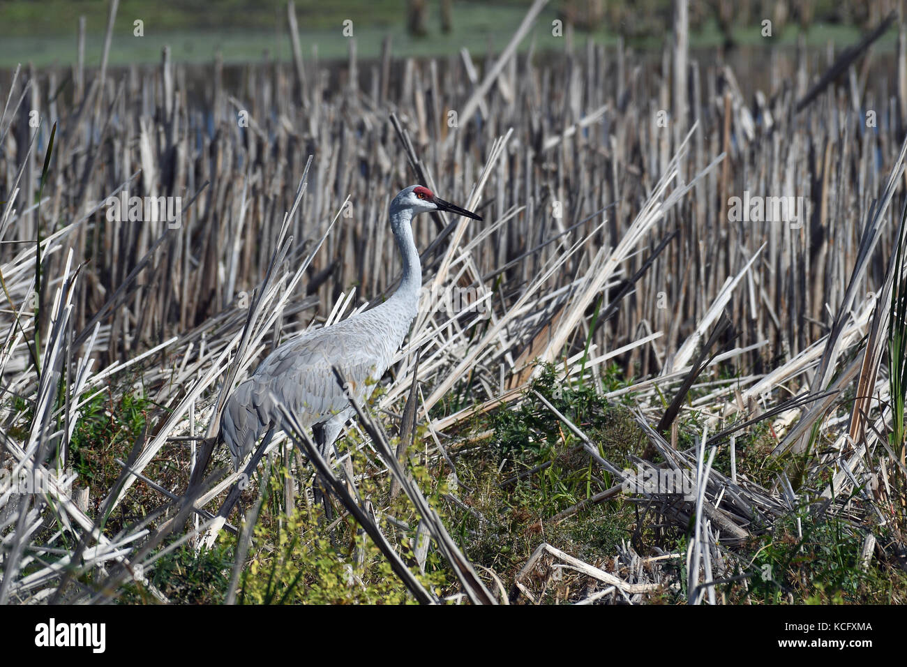 Crane in marsh hi-res stock photography and images - Alamy