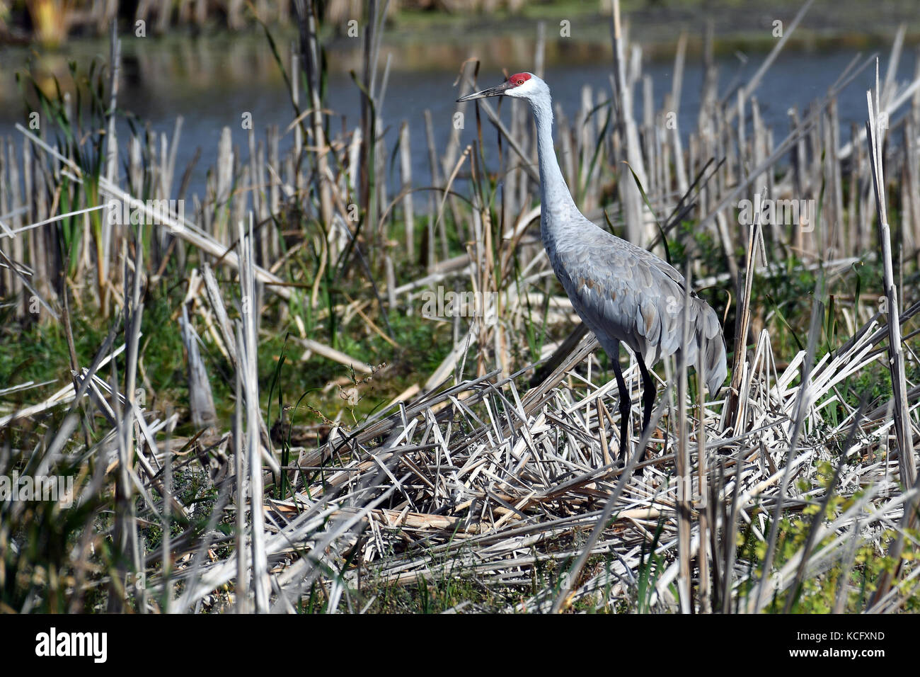 Sandhill Crane in marsh Stock Photo - Alamy
