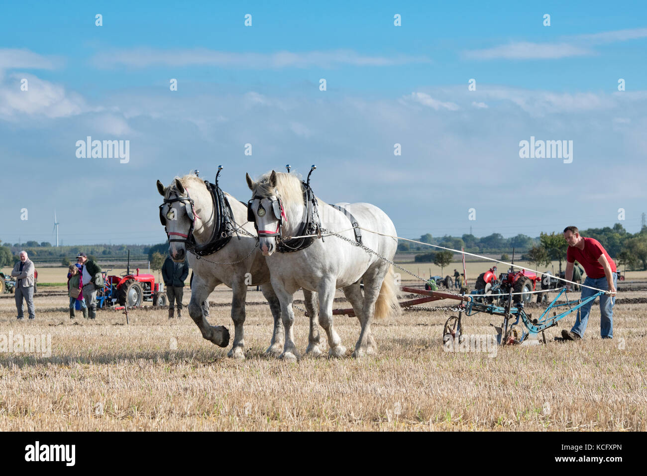 Horses ploughing at Flintham Show, Nottinghamshire, England Stock Photo ...