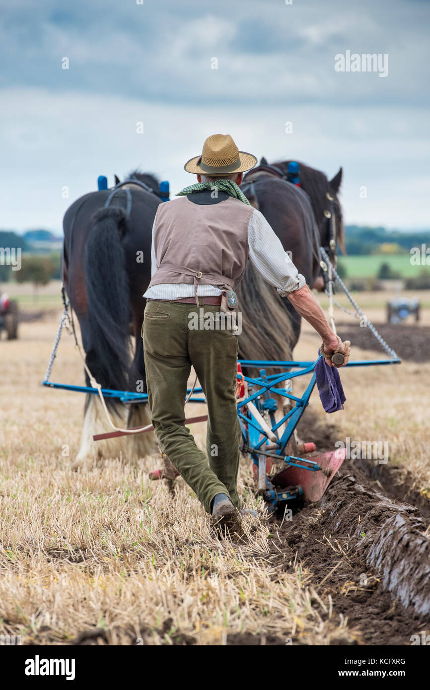 Shire horse and farmer ploughing at Flintham Show, Nottinghamshire ...