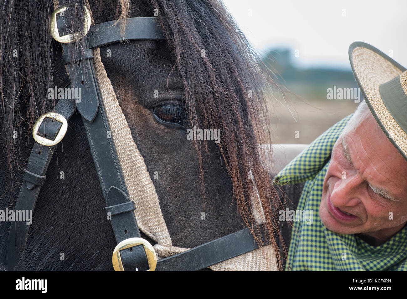 Shire horse and farmer ploughing at Flintham Show, Nottinghamshire ...