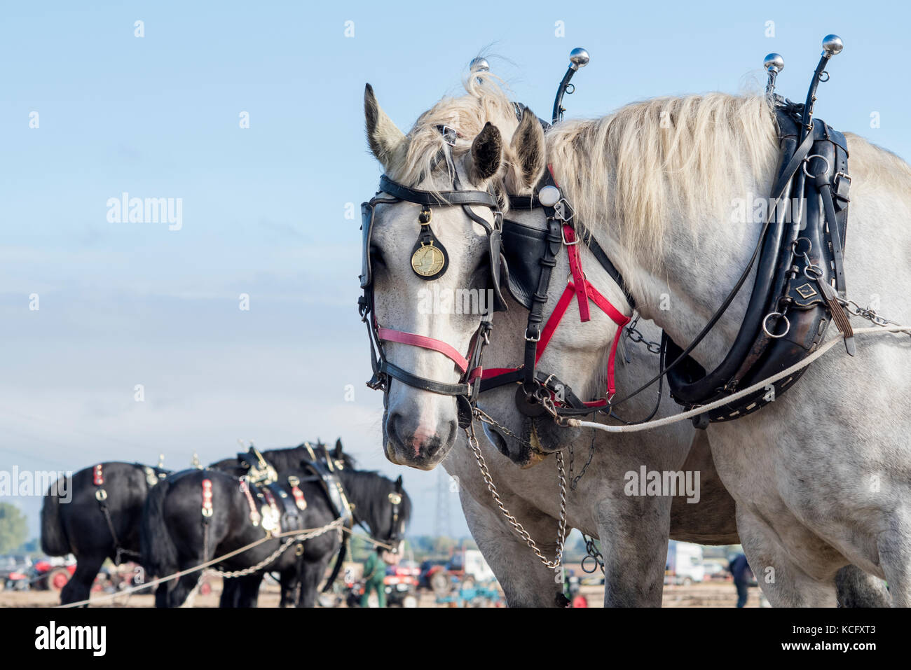 Horses ploughing at Flintham Show, Nottinghamshire, England Stock Photo ...