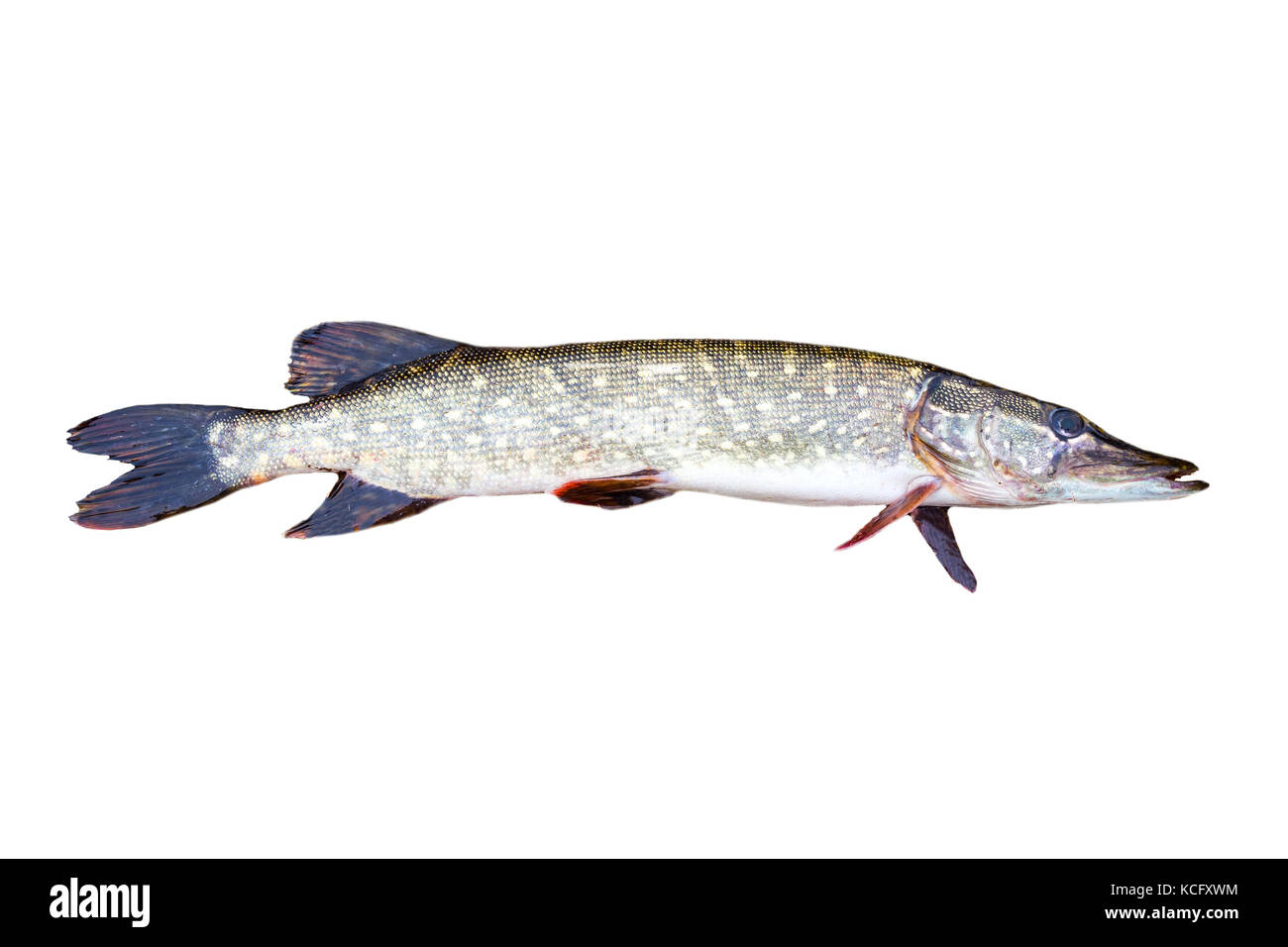European pike hi-res stock photography and images - Alamy