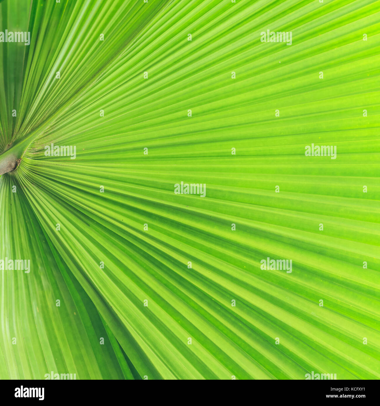 Abstract radial leaf pattern hi-res stock photography and images - Alamy