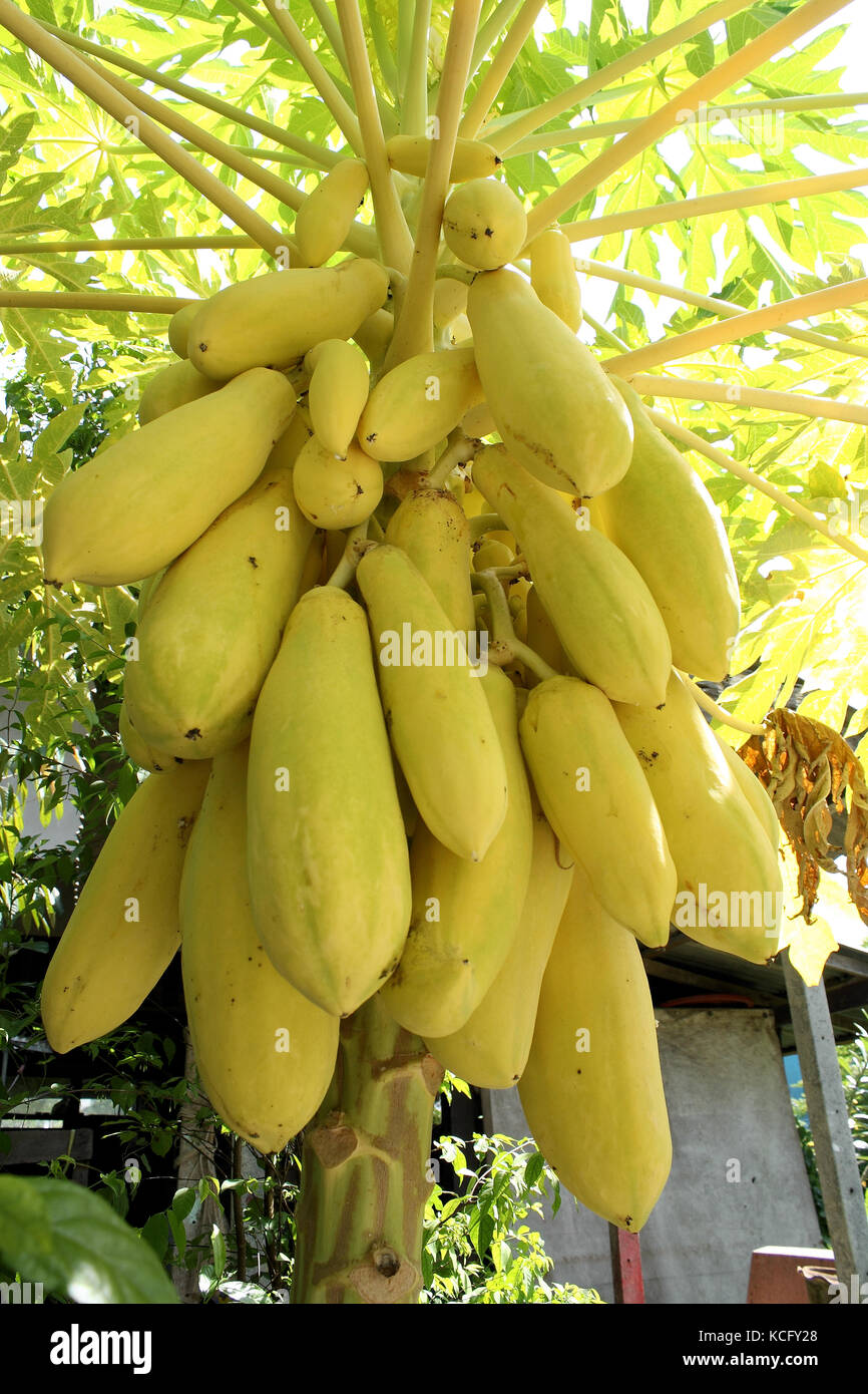 golden papaya fruit at koh kret in thailand Stock Photo - Alamy