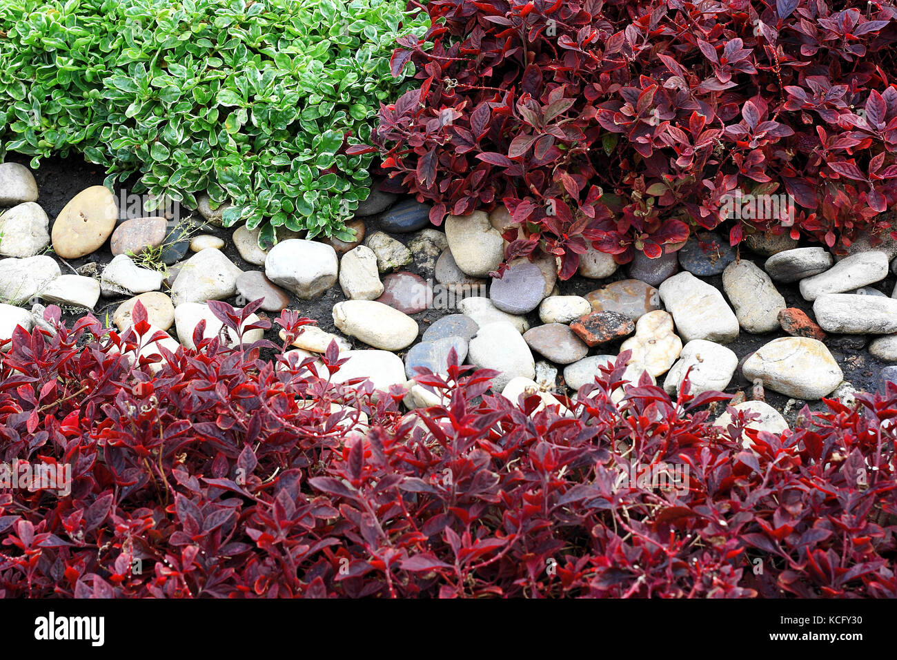 colorful plant and stone for texture or background Stock Photo - Alamy