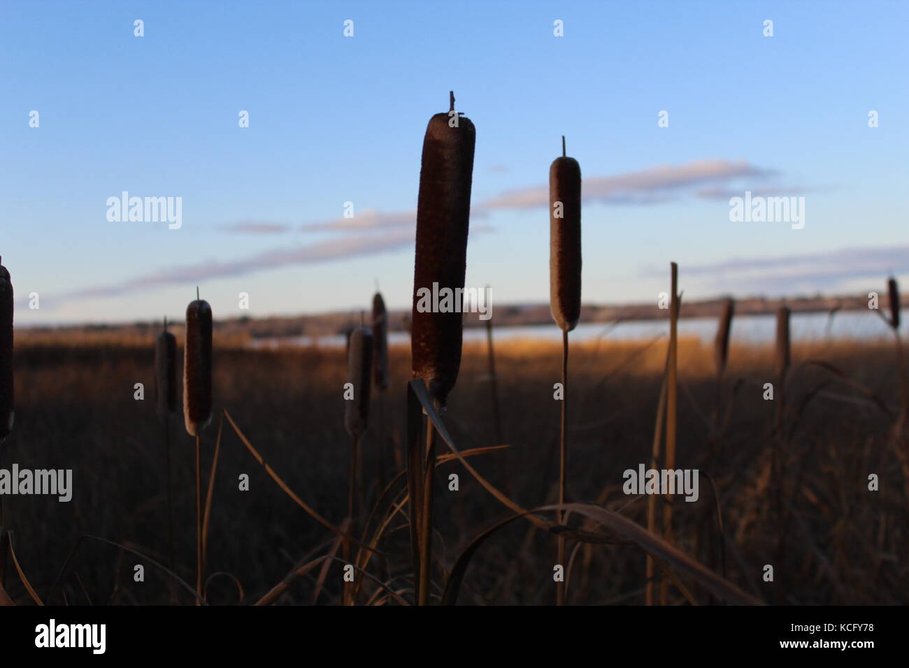 Reeds flowers hi-res stock photography and images - Alamy