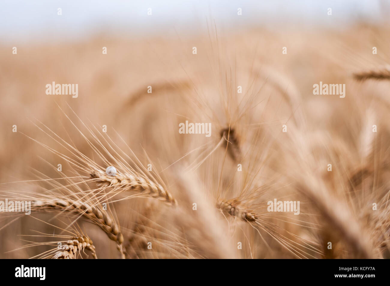 close up of a dry wheat field in the summer Stock Photo - Alamy