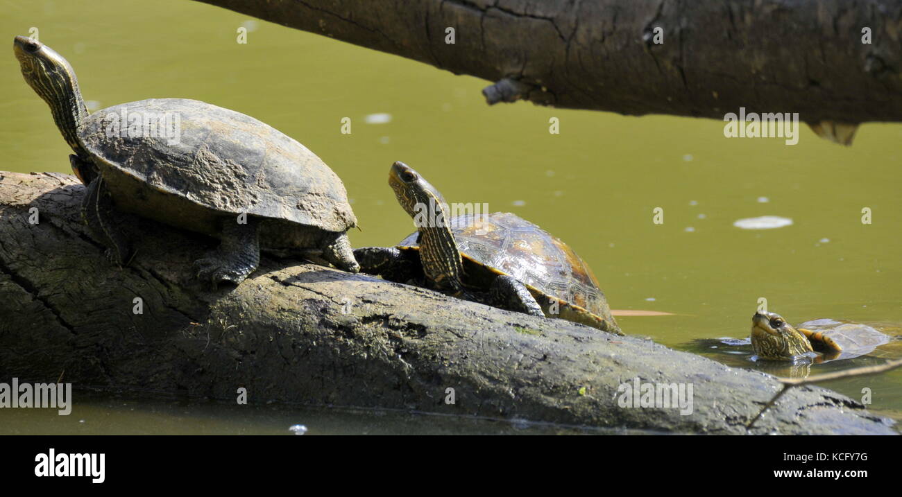 Turtle climbing tree hi-res stock photography and images - Alamy