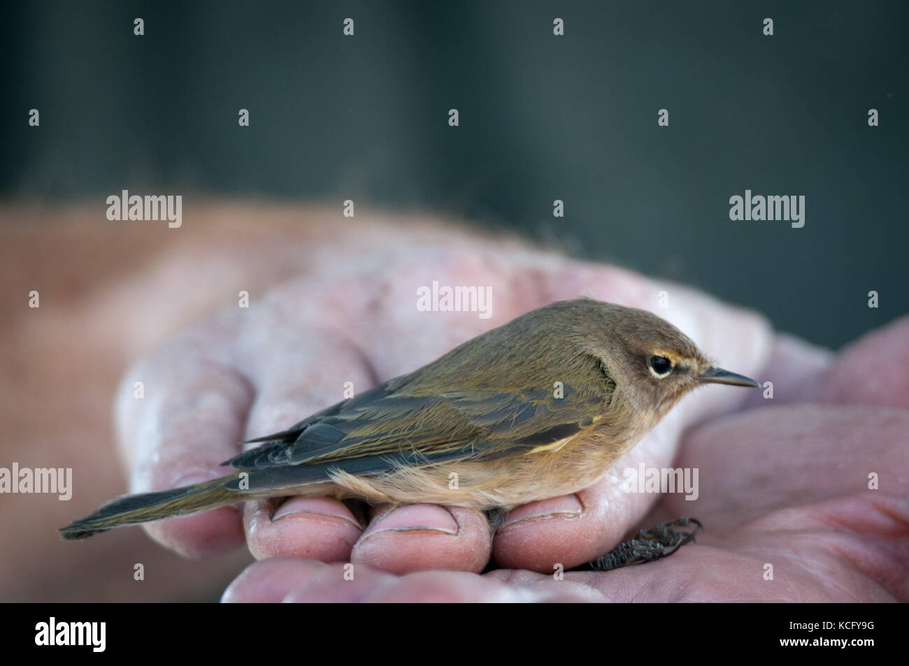 Animal ringing environment hi-res stock photography and images - Alamy