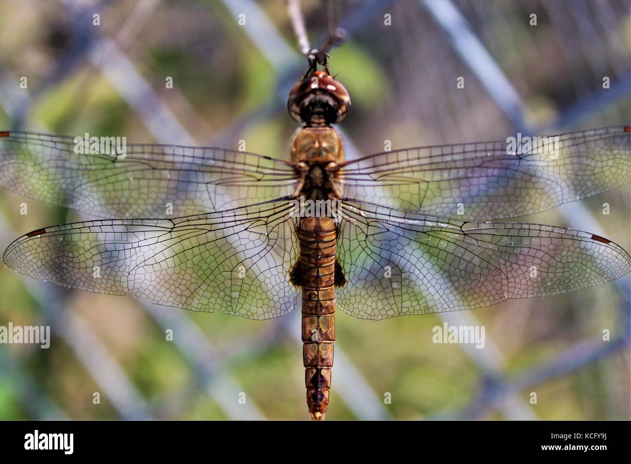 Dragonfly wallpaper hi-res stock photography and images - Alamy