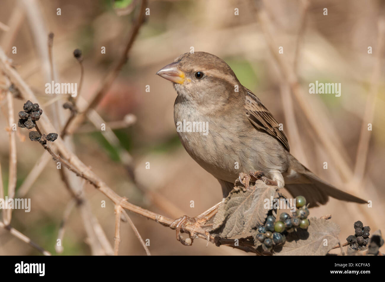 sparrow bird on a twig Stock Photo - Alamy