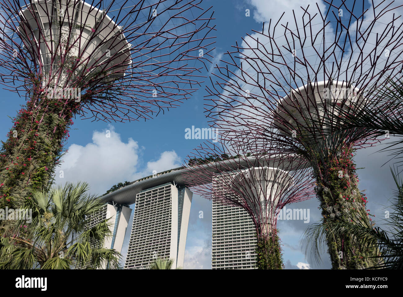 Some of the 18 man-made solar-powered supertrees in Supertree Grove ...