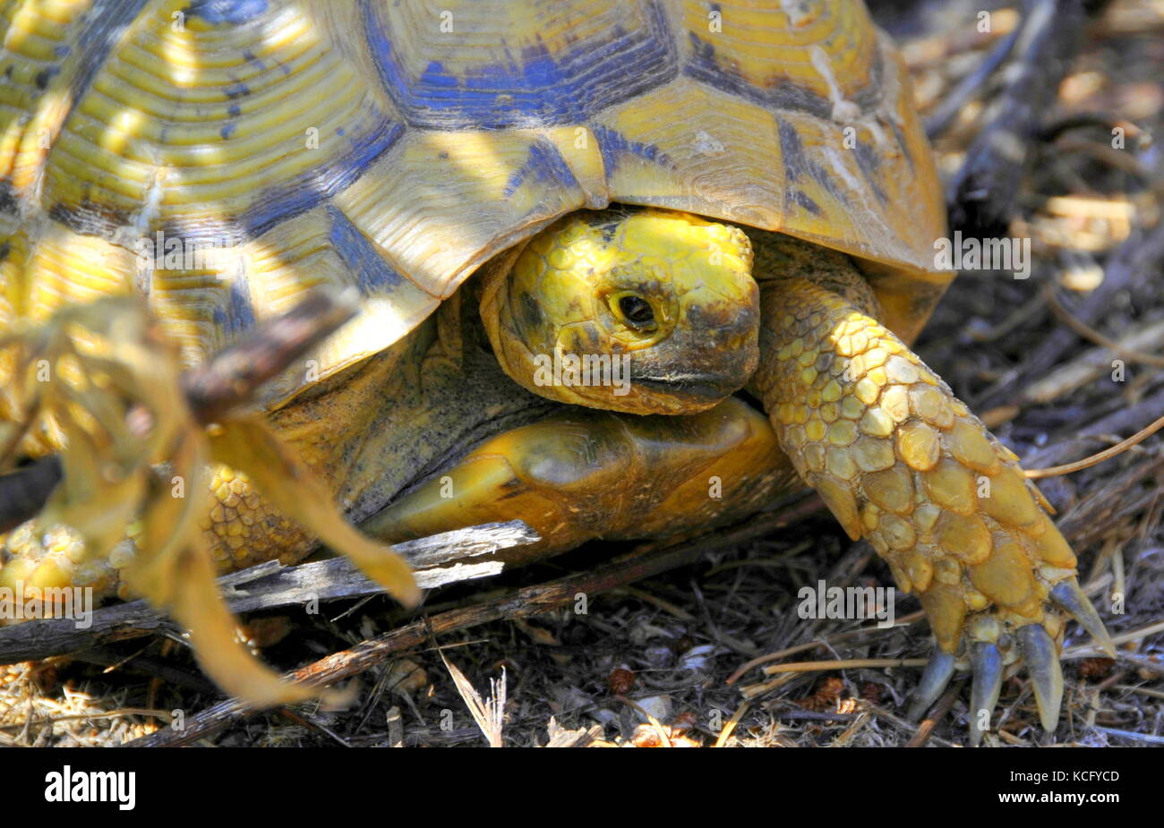 turtle portrait in the wild Stock Photo - Alamy