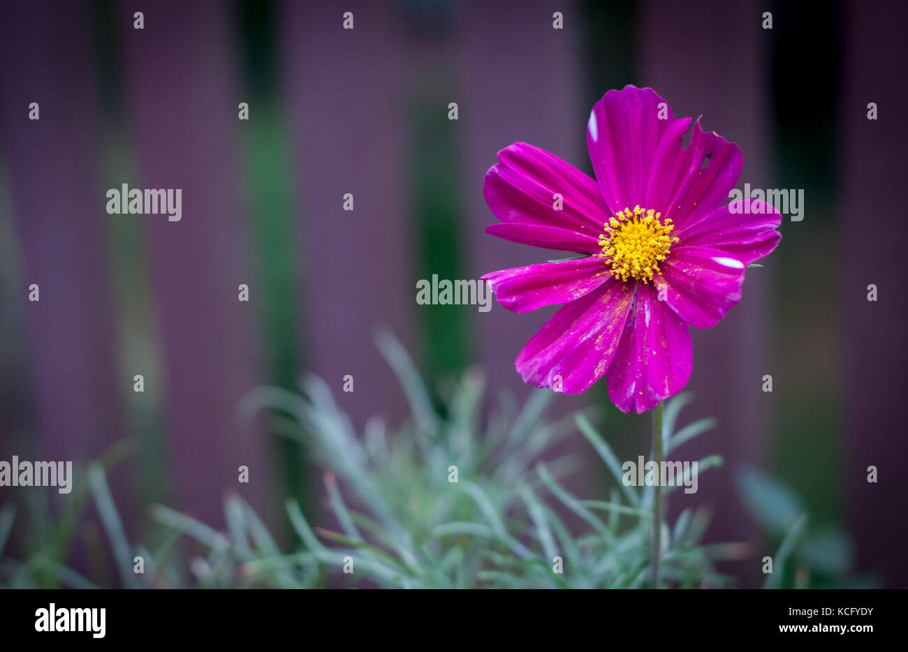 Fragile flower hi-res stock photography and images - Alamy