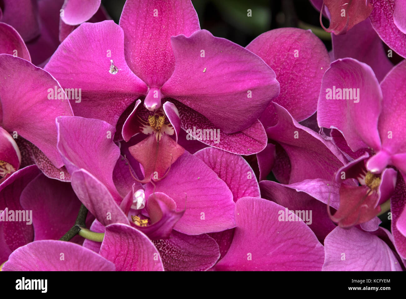 Phalaenopsis Honglin Red Roses on display under the glass roof flower ...