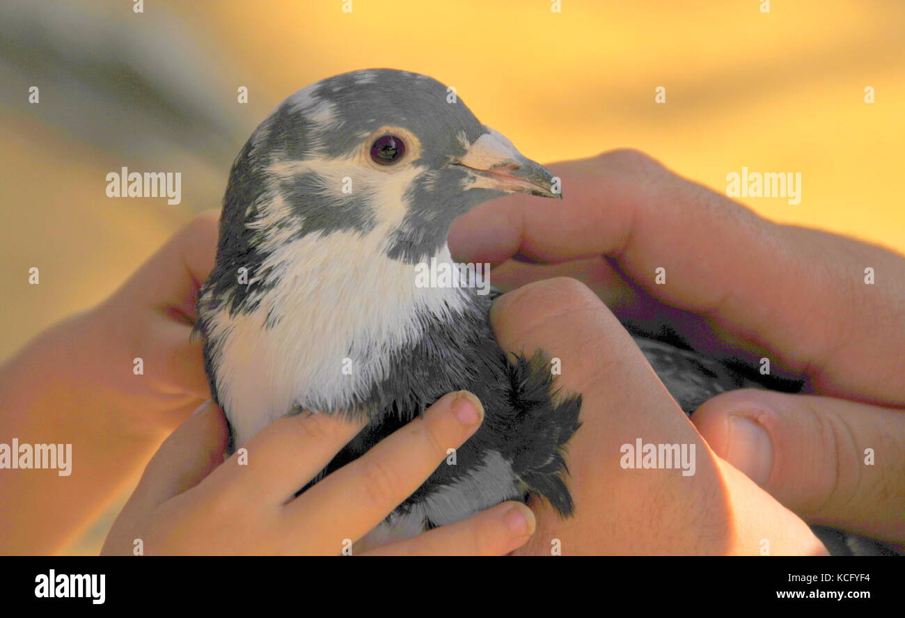 father and daughter holding a post pigeon before releasing it Stock ...
