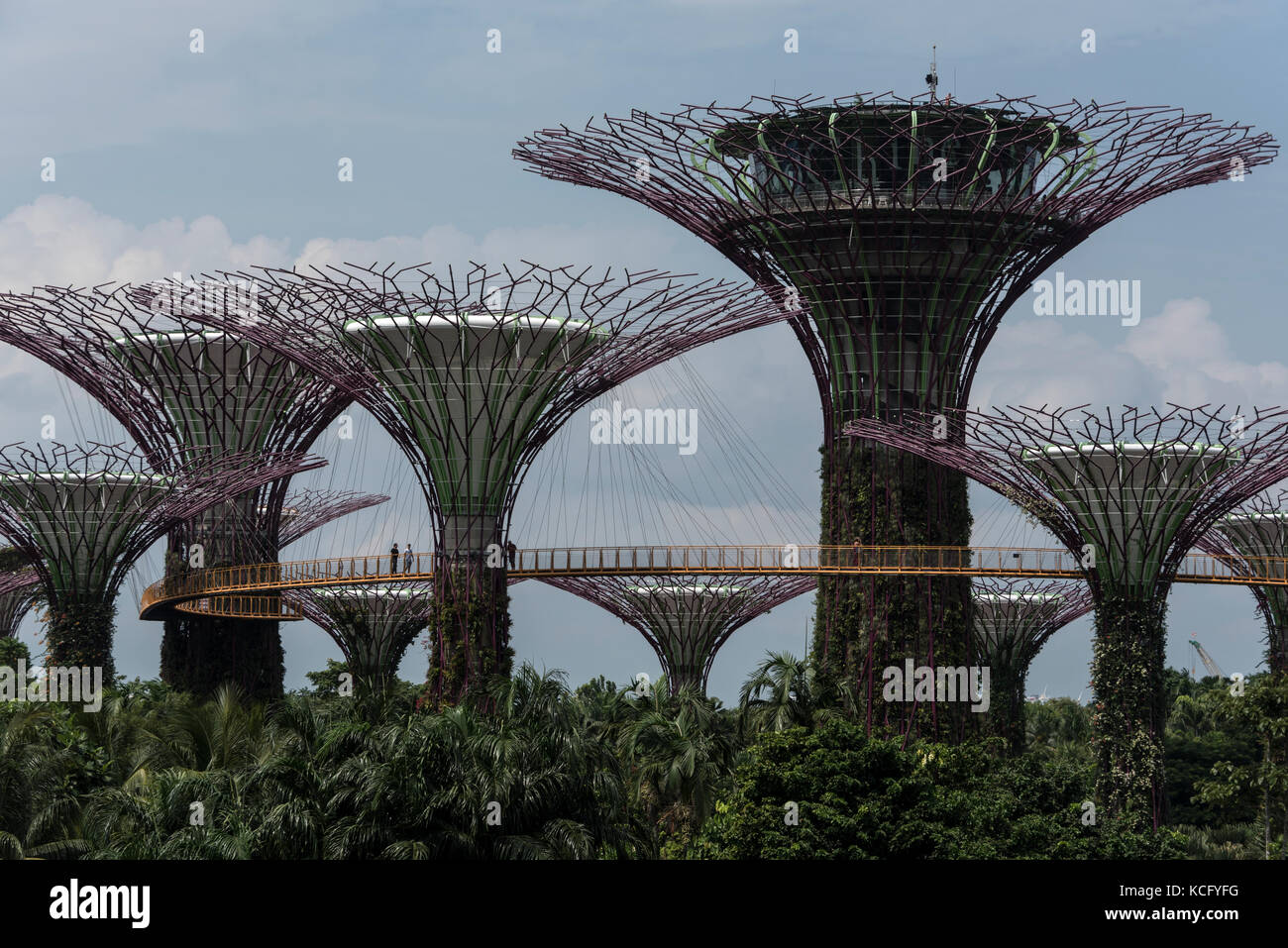 Skyline of some of the 18 man-made supertrees in the ‘Gardens by the ...