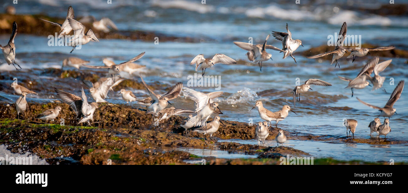 Flying birds sun screen hi-res stock photography and images - Alamy
