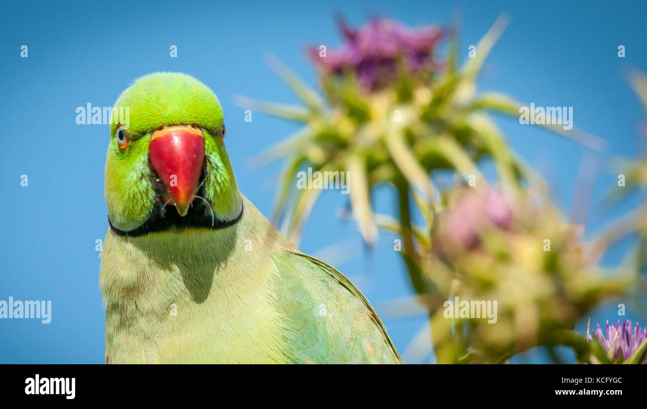 green parrot bird close up portrait Stock Photo - Alamy
