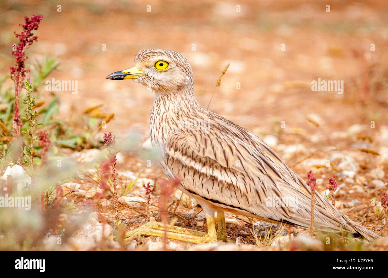 stone curlew bird sitting on the dry ground Stock Photo - Alamy