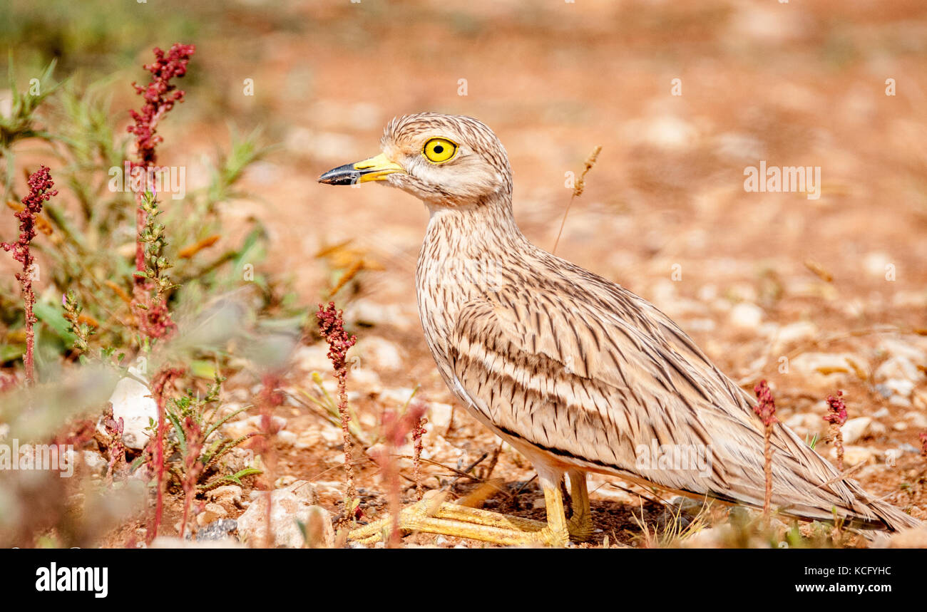 stone curlew bird sitting on the dry ground Stock Photo - Alamy