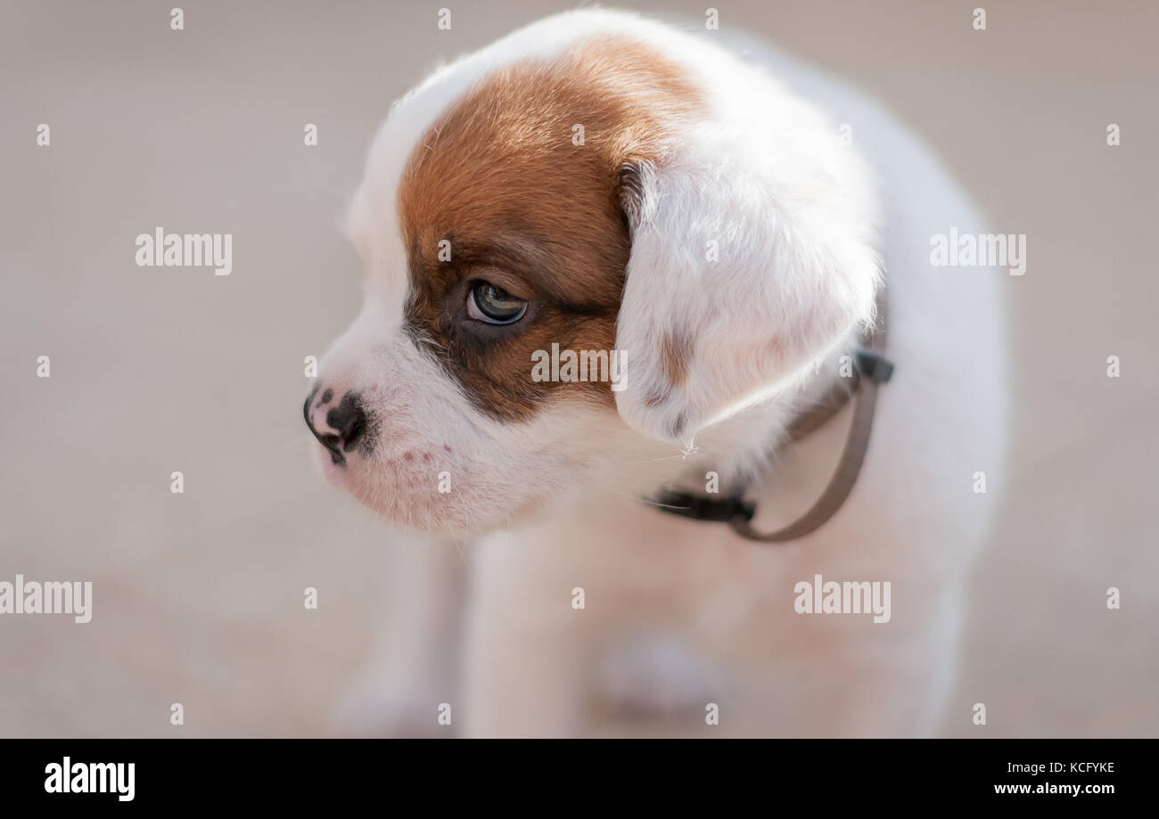 bulldog puppy close up portrait Stock Photo - Alamy