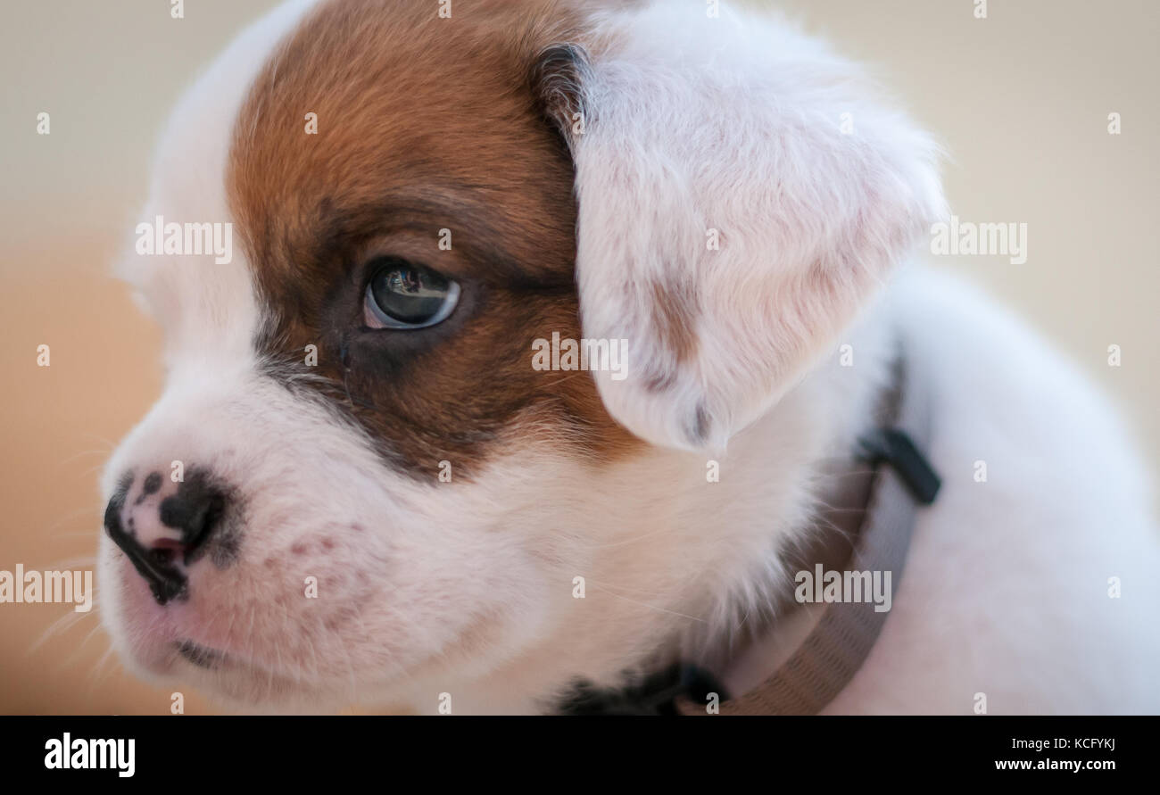 bulldog puppy close up portrait Stock Photo - Alamy
