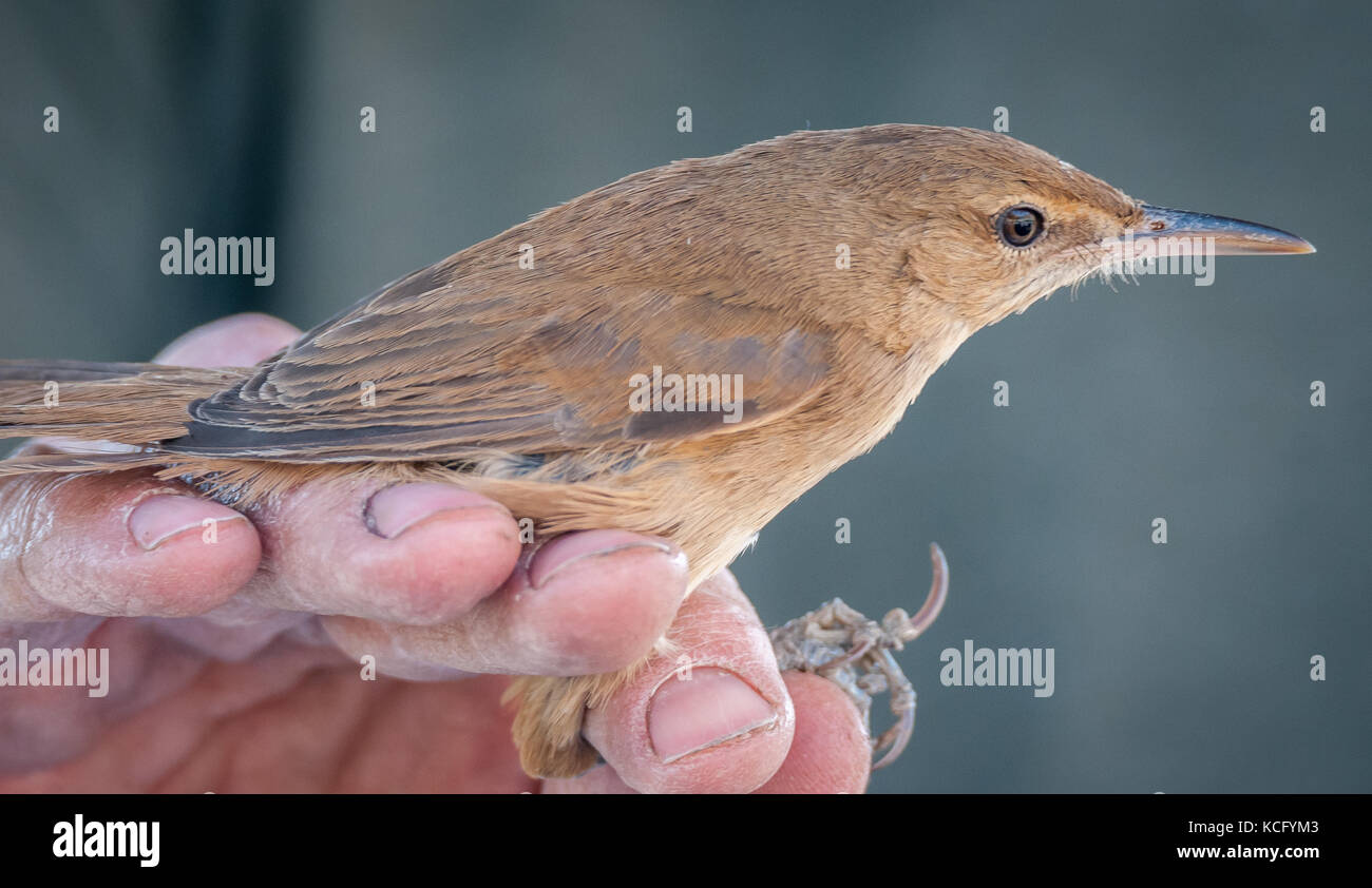 Birds with whiskers hi-res stock photography and images - Alamy