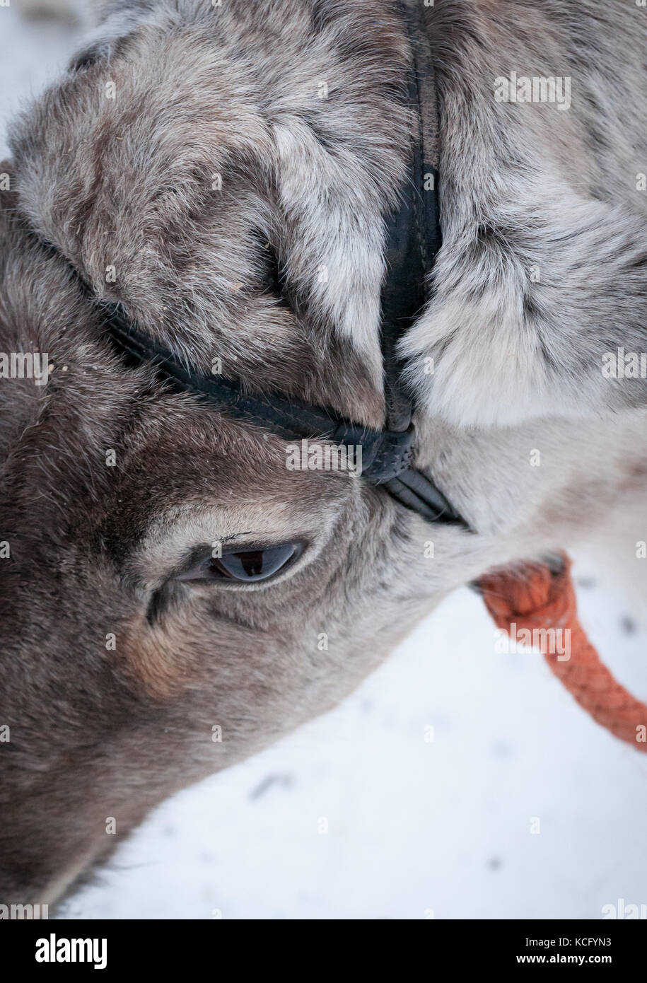 reindeer close up shot Stock Photo - Alamy