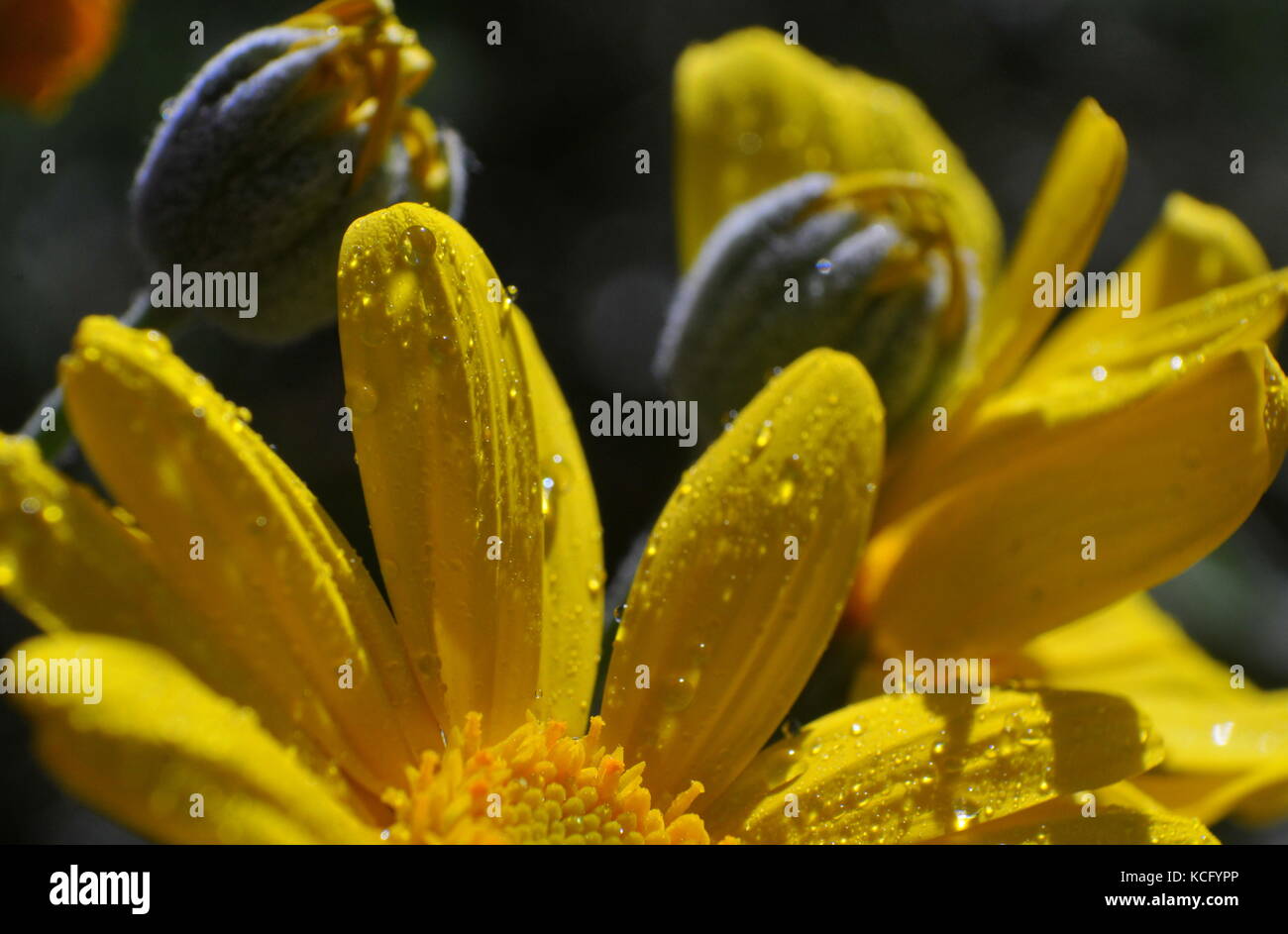 close up of a yellow flower with small water droplets Stock Photo - Alamy