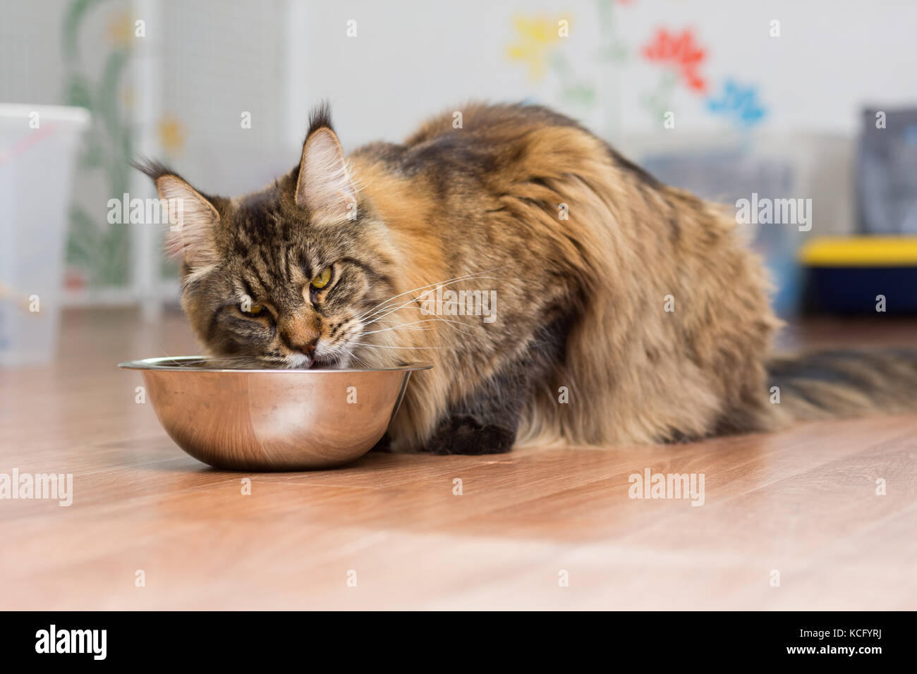 Maine Coon's large adult cat eats raw meat from a metal cup Stock Photo ...