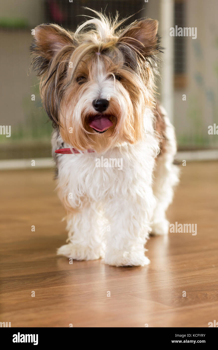 Dog beaver breed York stands happy on the floor with his tongue out ...
