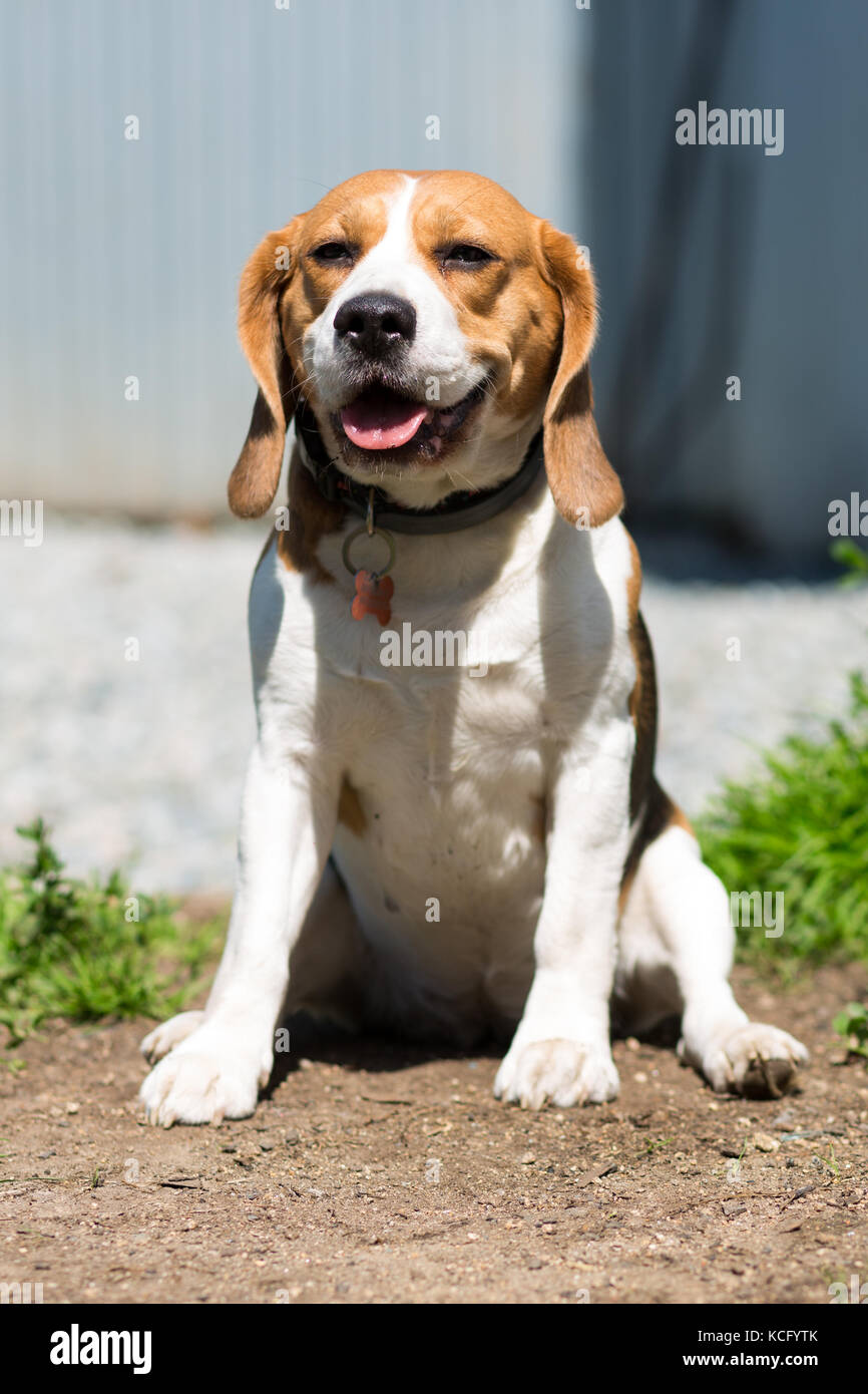 Beagle with tongue out hi-res stock photography and images - Alamy