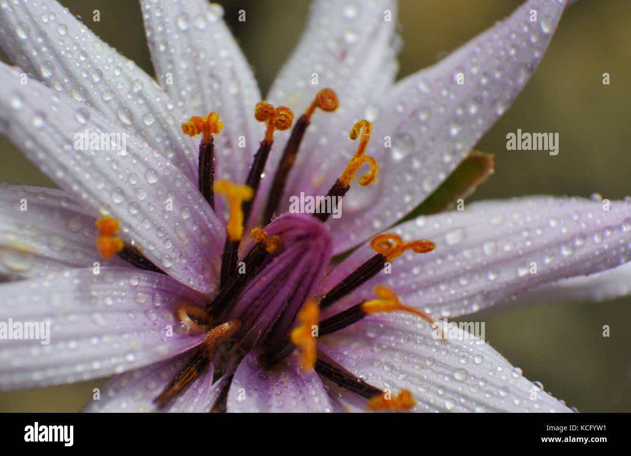 Flower with morning dew hi-res stock photography and images - Alamy