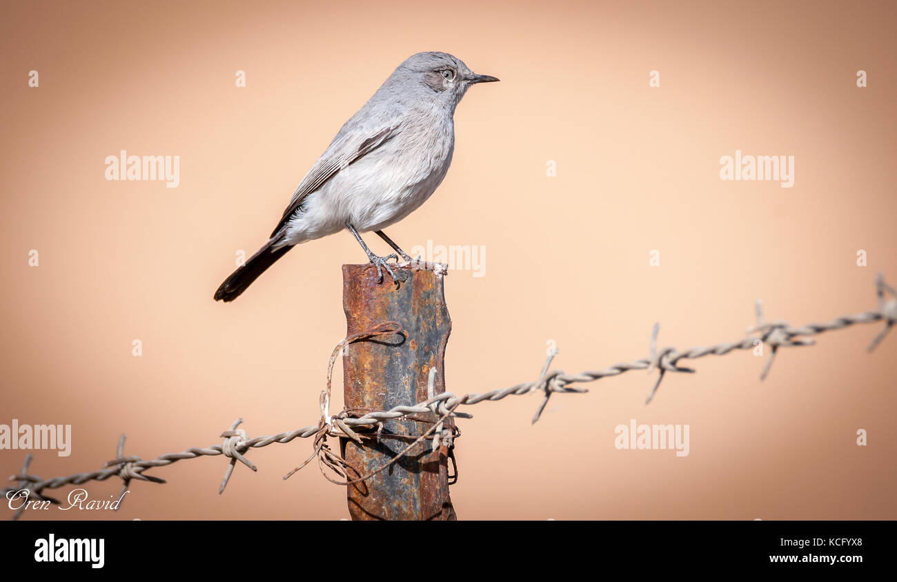 Bird on a wire Stock Photo - Alamy