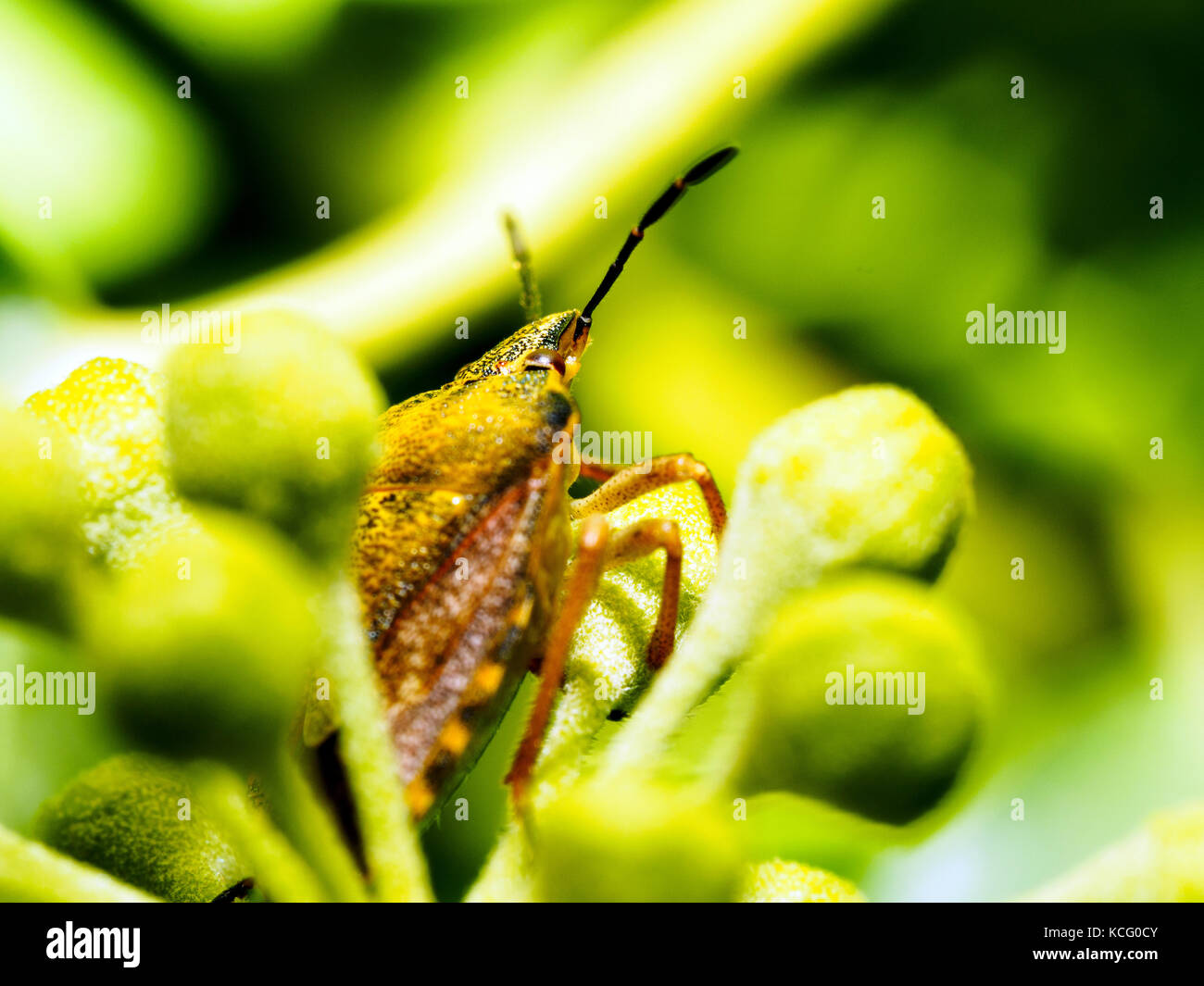 Sloe bug (Dolycoris baccarum) - Italy Stock Photo - Alamy