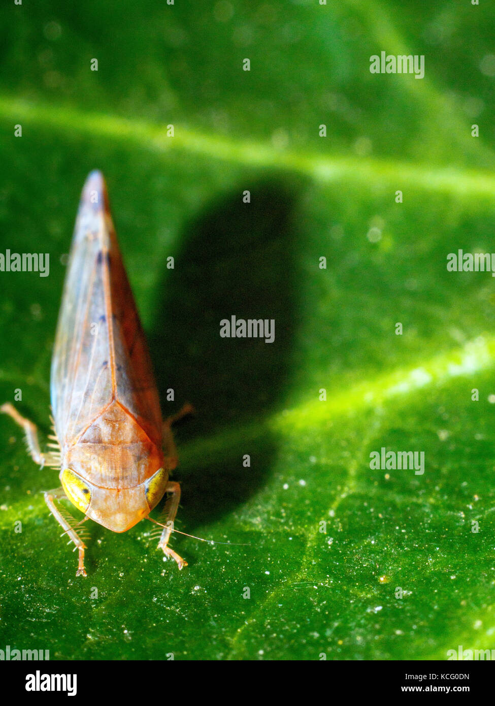 Philaenus spumarius, the "meadow froghopper" or "meadow spittlebug ...