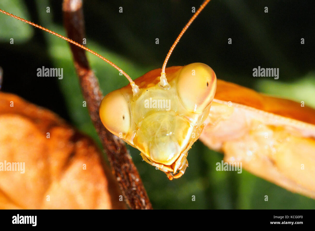 Praying Mantis - Italy Stock Photo - Alamy
