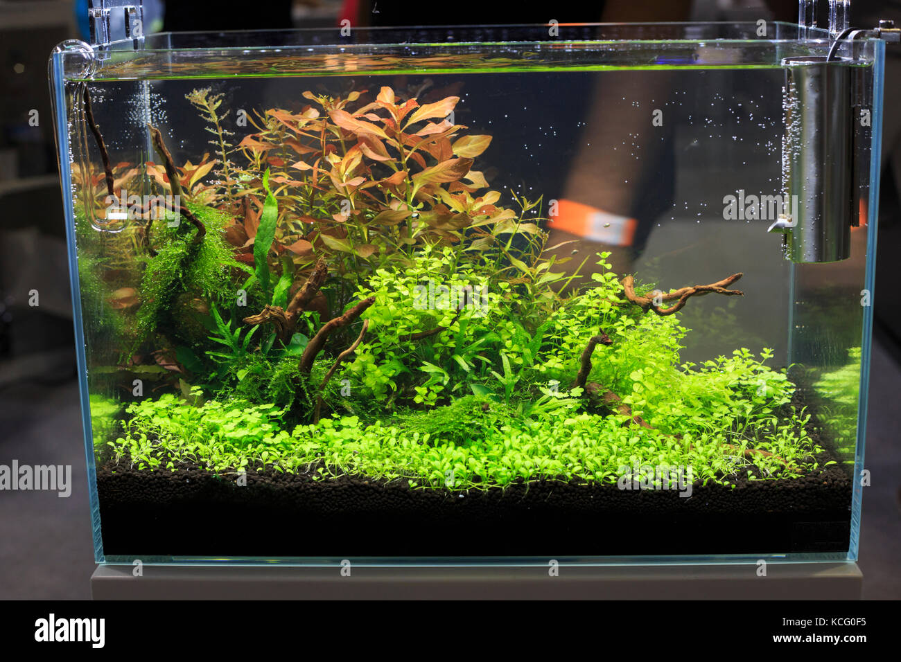 Freshwater aquarium with plants Stock Photo - Alamy