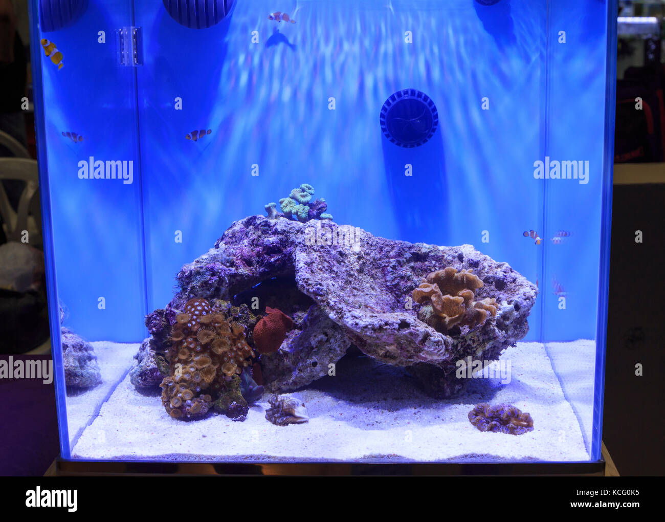 coral in aquarium Stock Photo - Alamy